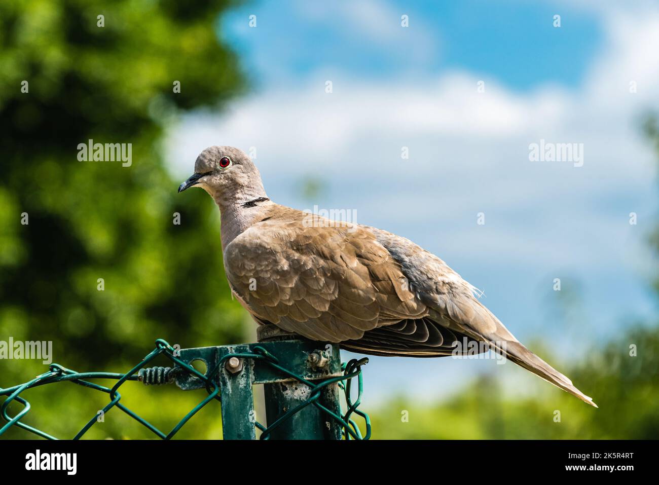 Eurasian Collared Dove, Streptopelia decaocto Stock Photo - Alamy