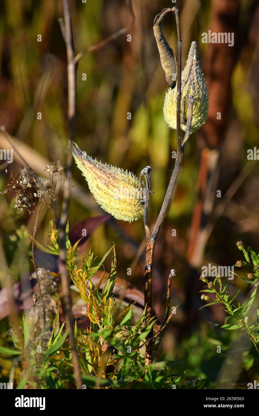 Grass seed pod hi-res stock photography and images - Alamy