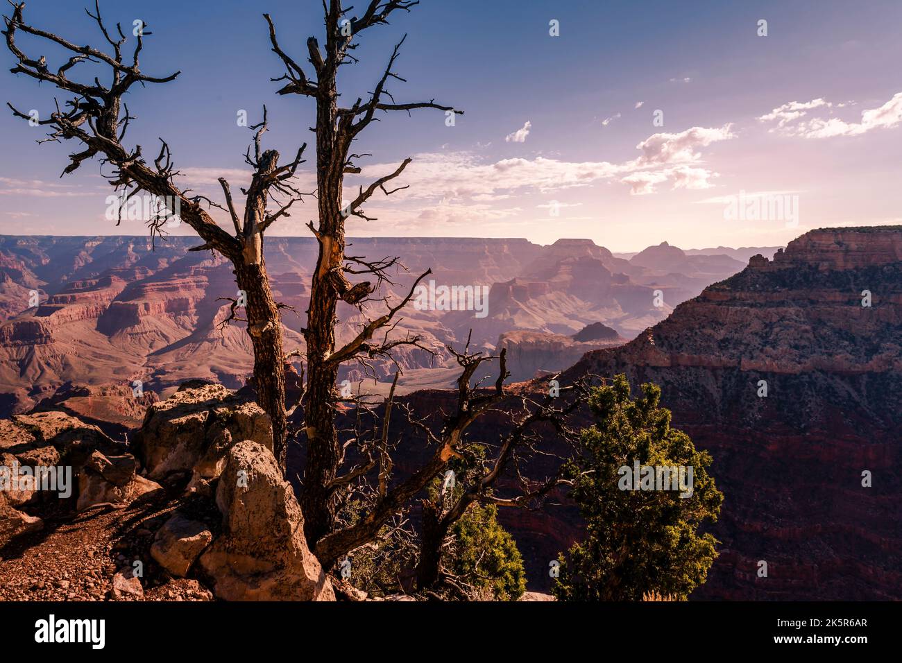 Grand Canyon south rim with single tree trunk at sunny day, Arizona ...
