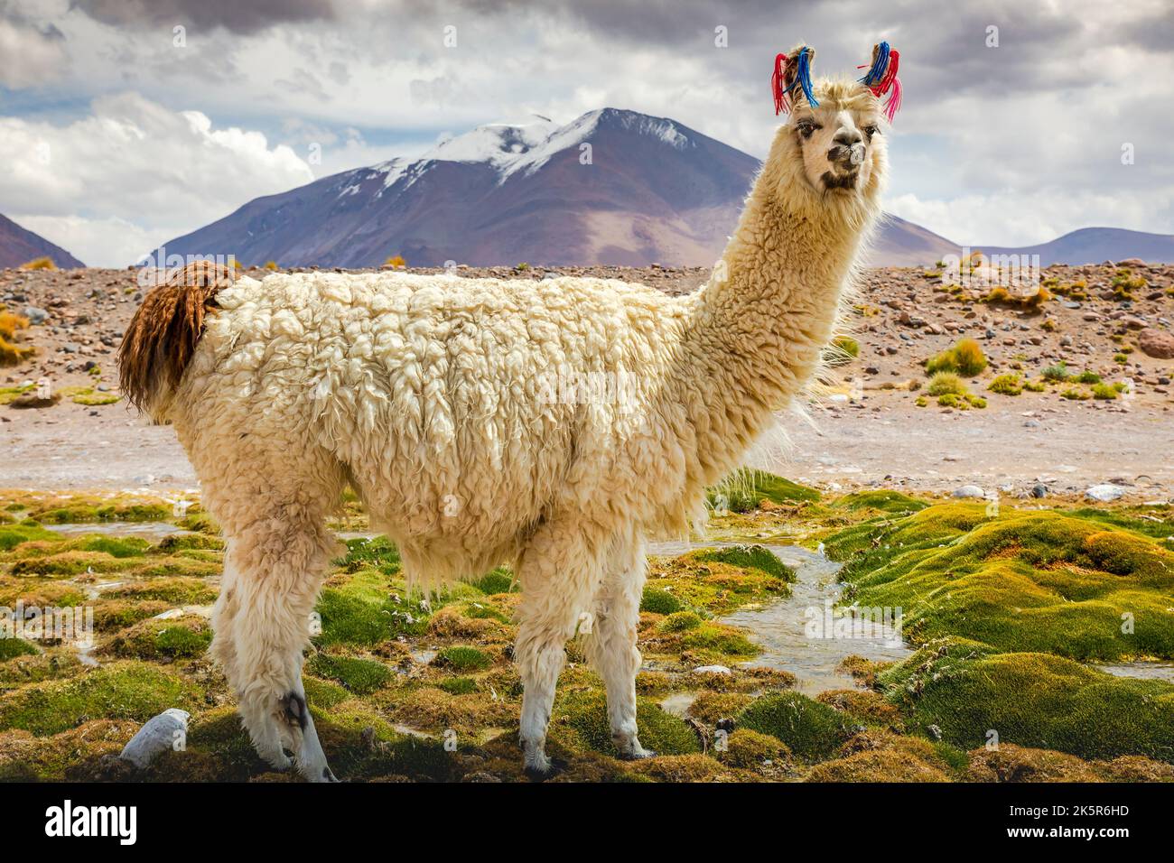 llama in the wild of Atacama Desert, Andes altiplano, Chile Stock Photo ...