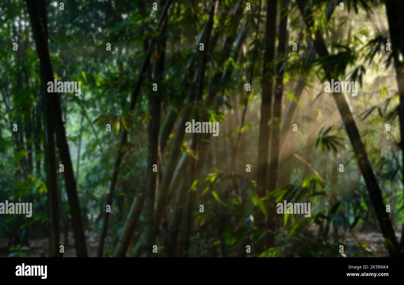 Blurred background of ray of morning light Stock Photo - Alamy