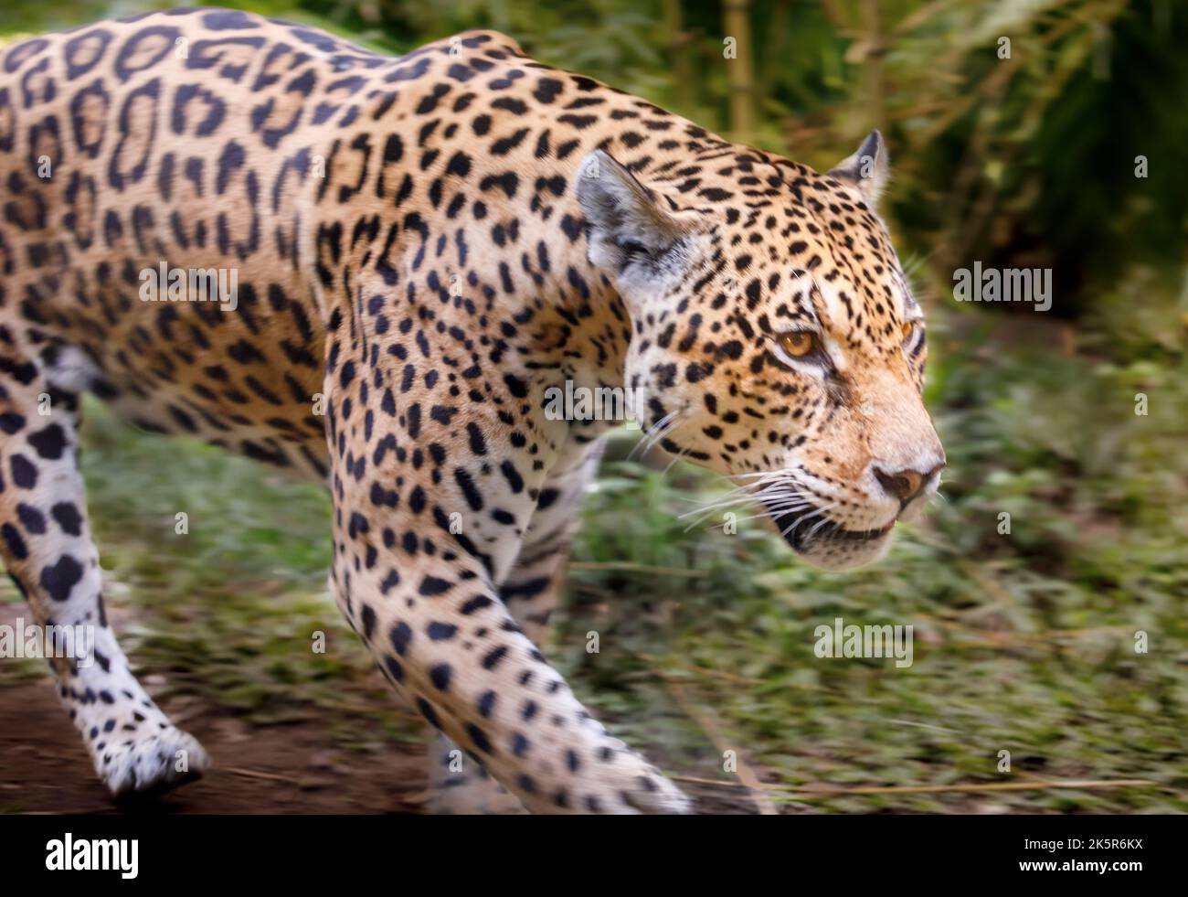 Jaguar Panthera onca majestic feline, hunting in Pantanal, Brazil Stock ...