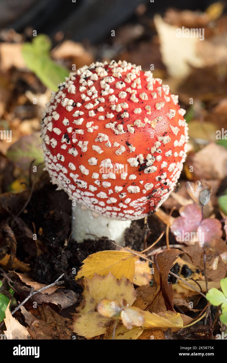 Rod flugsvamp hi-res stock photography and images - Alamy