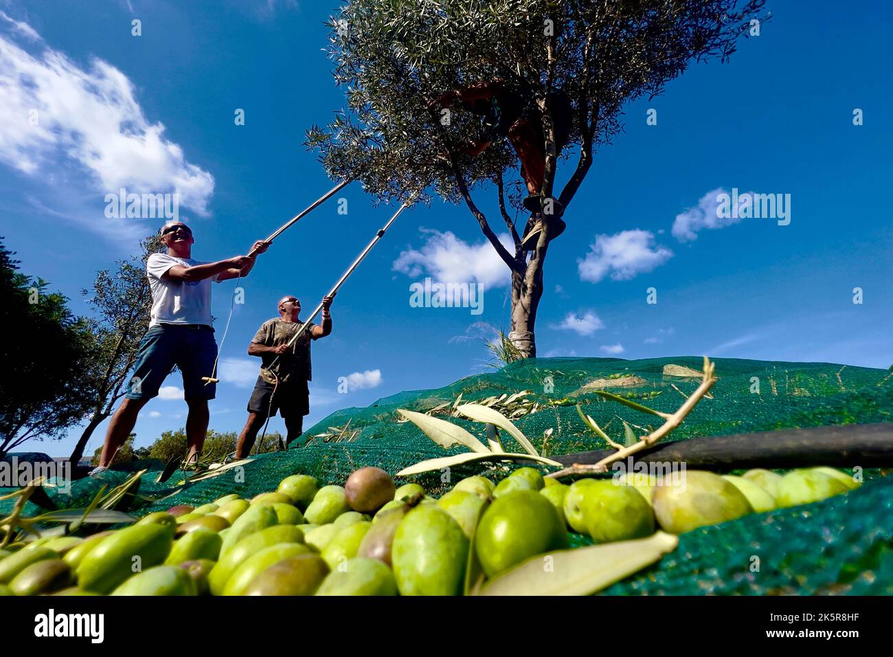 Zabbar, Malta. 9th Oct, 2022. People pick olives in Zabbar, Malta, on ...