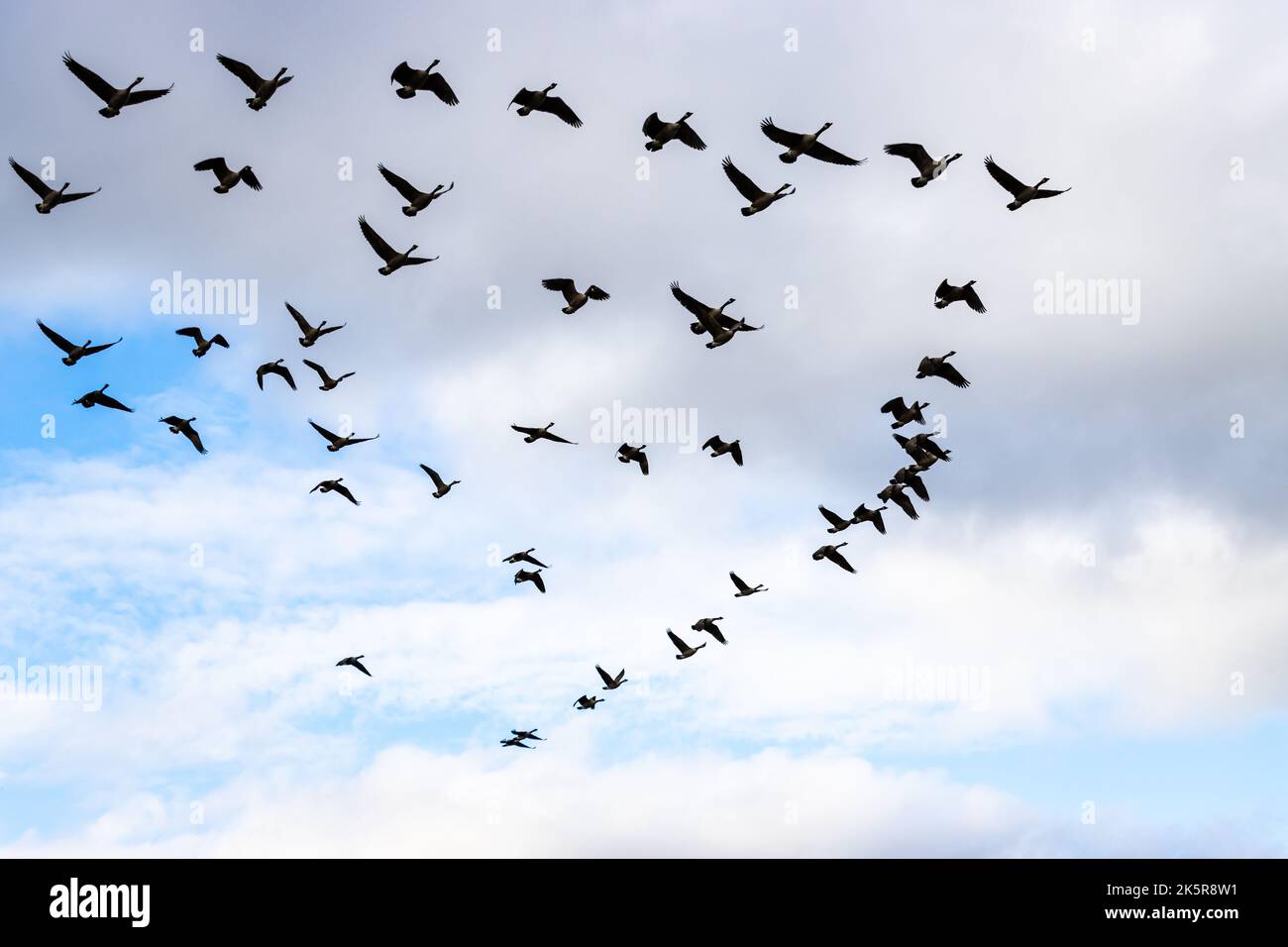 Flock birds flying sky animal migration hi-res stock photography and ...