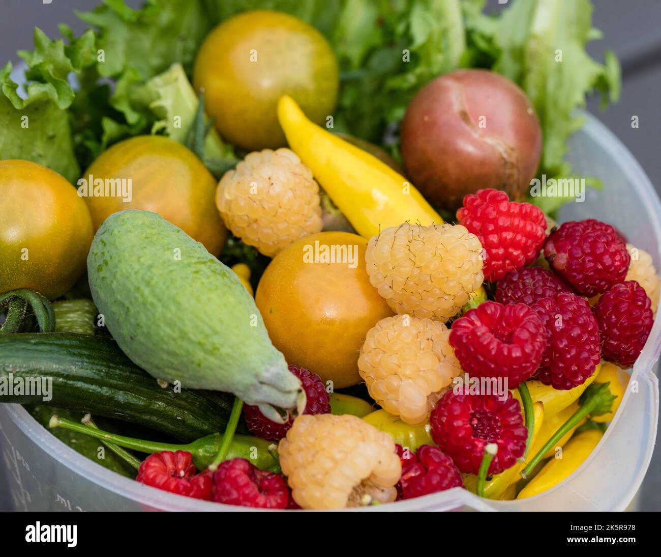 'Diana' Raspberry, Hallon (Rubus idaeus Stock Photo - Alamy