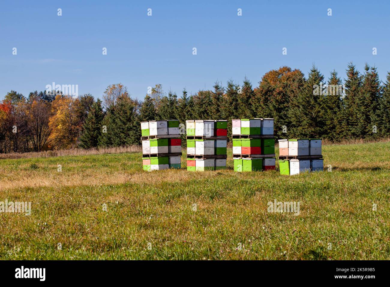 Row of clorful bee hive boxes in a Wisconsin field, horizontal Stock ...