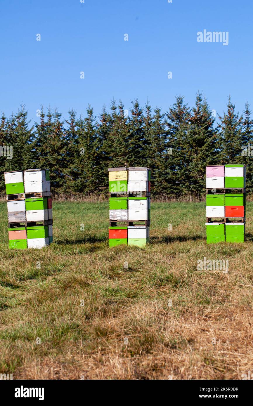 Row of clorful bee hive boxes in a Wisconsin field, vertical Stock ...