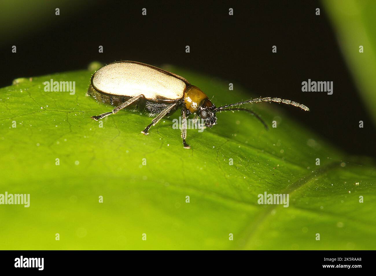 Skeletonising leaf beetle (Adoxia sp Stock Photo - Alamy
