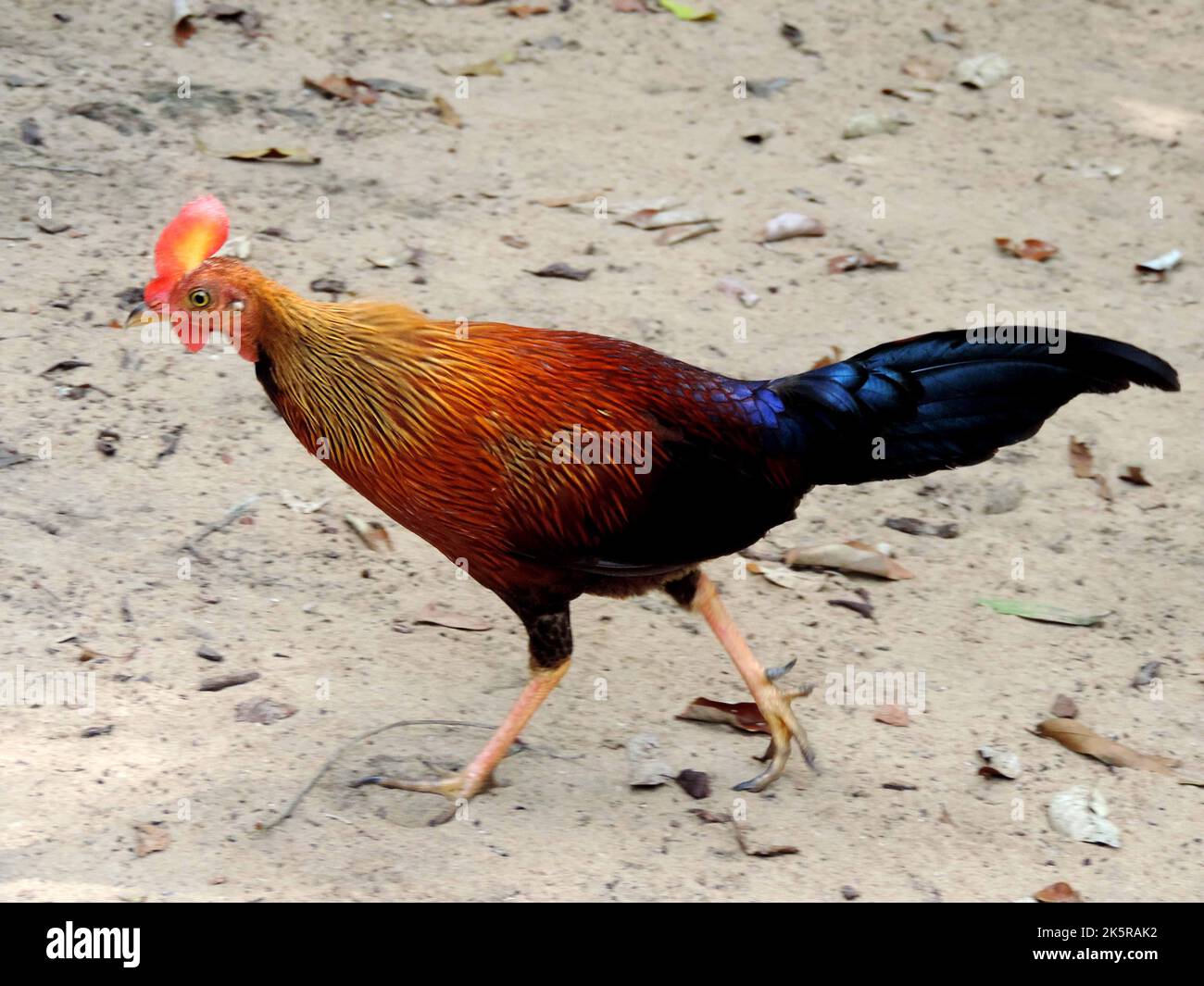Birds of Sri Lankan. Visit Sri Lanka Stock Photo - Alamy