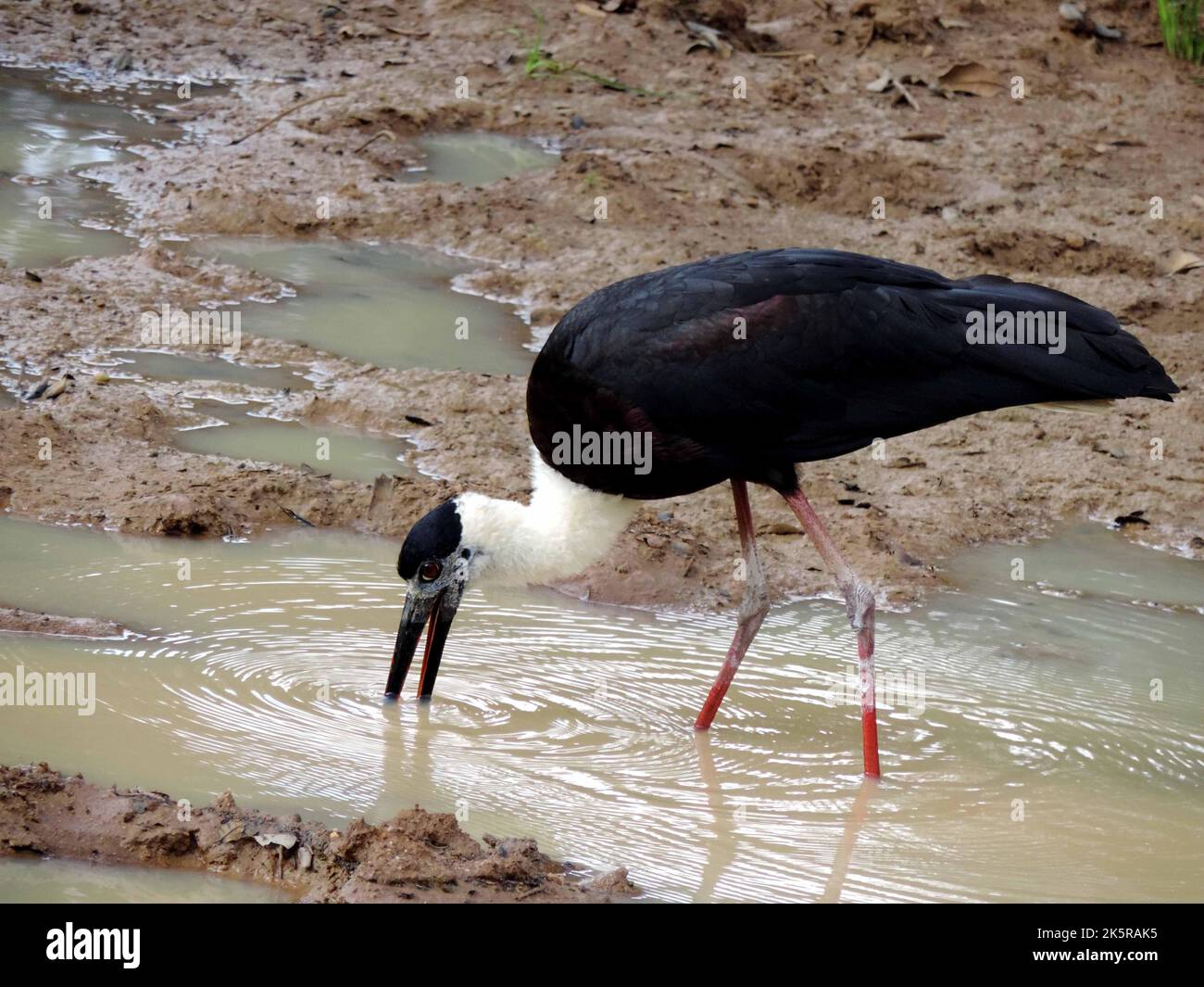 Birds of Sri Lankan. Visit Sri Lanka Stock Photo - Alamy