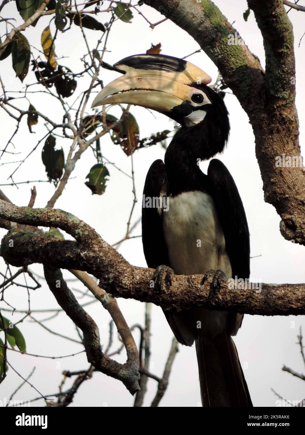 Birds of Sri Lankan. Visit Sri Lanka Stock Photo - Alamy