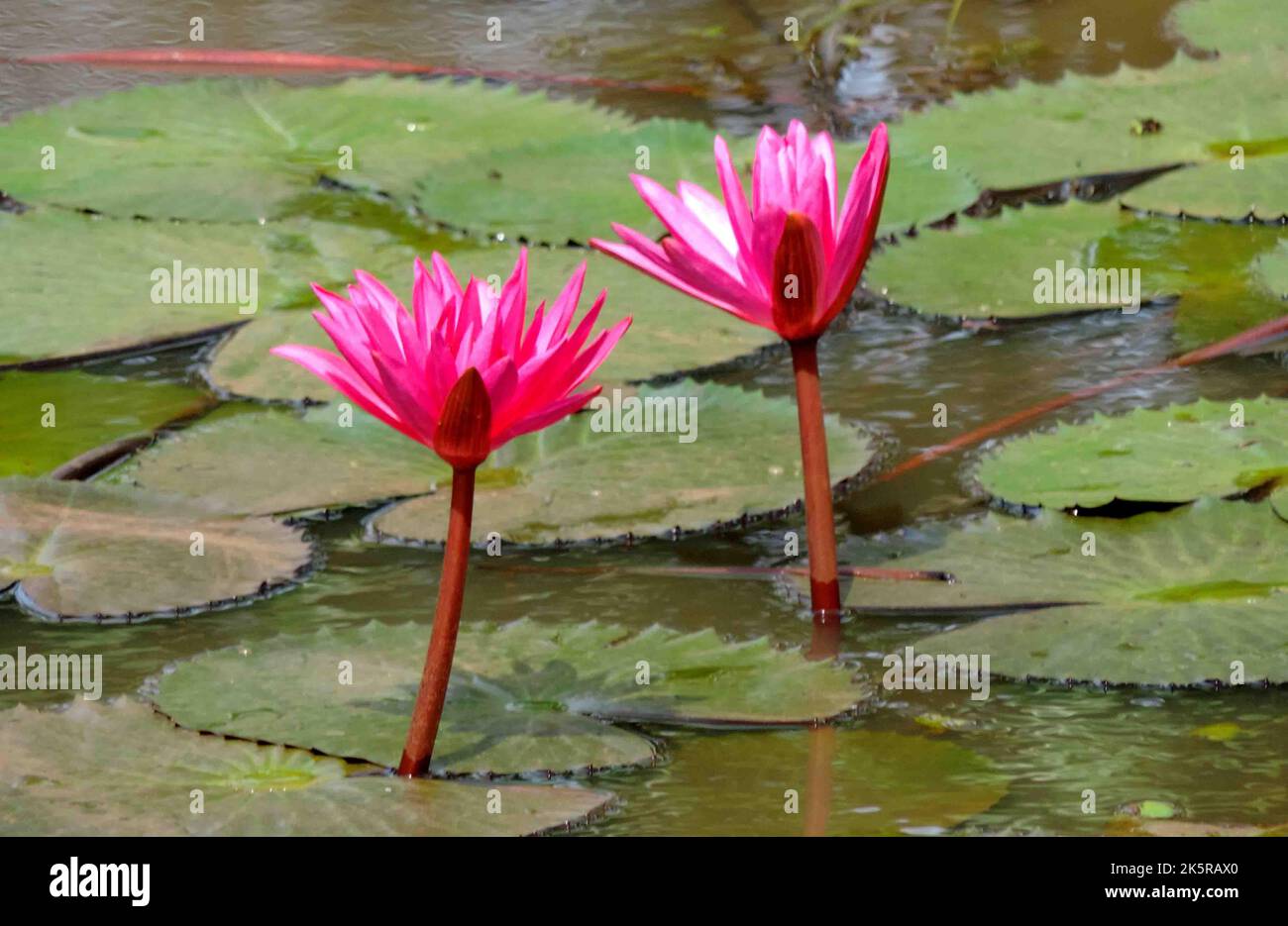 Greeny flower hi-res stock photography and images - Alamy