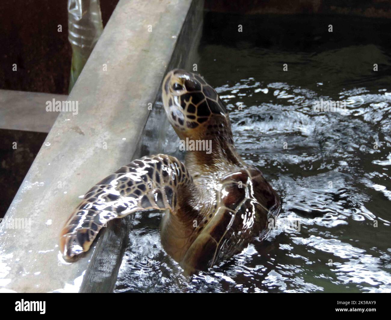 Turtles of sri lanka hi-res stock photography and images - Alamy