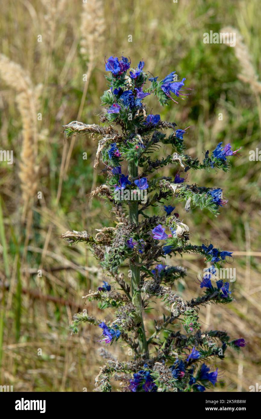 Purple viper's-bugloss (Echium plantagineum) flowering in the autumn ...