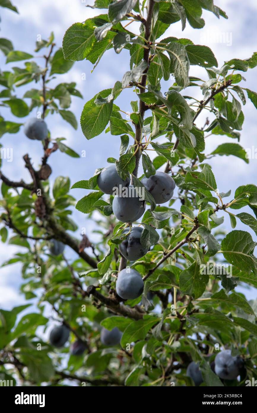 Blue organic ripe plums on a tree branch in the summer. Close up ...