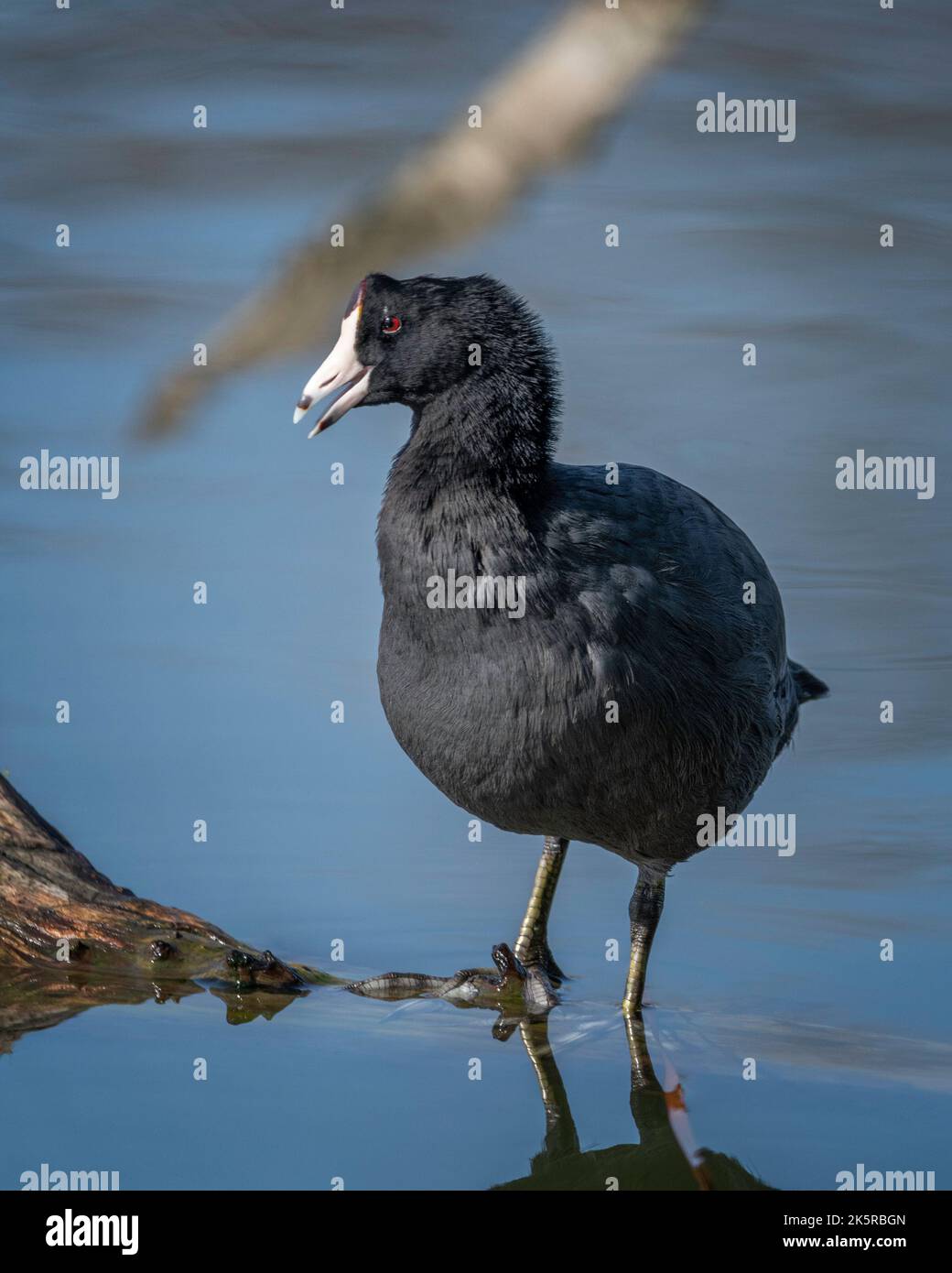 American coots hi-res stock photography and images - Alamy