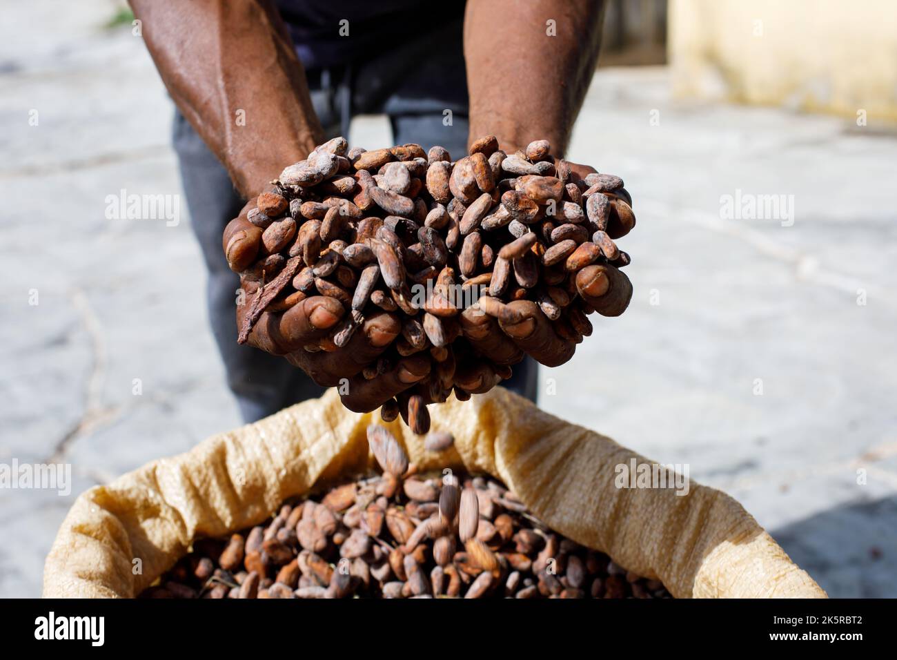 Cocoa beans in the hands of a farmer on the background of bags Stock ...