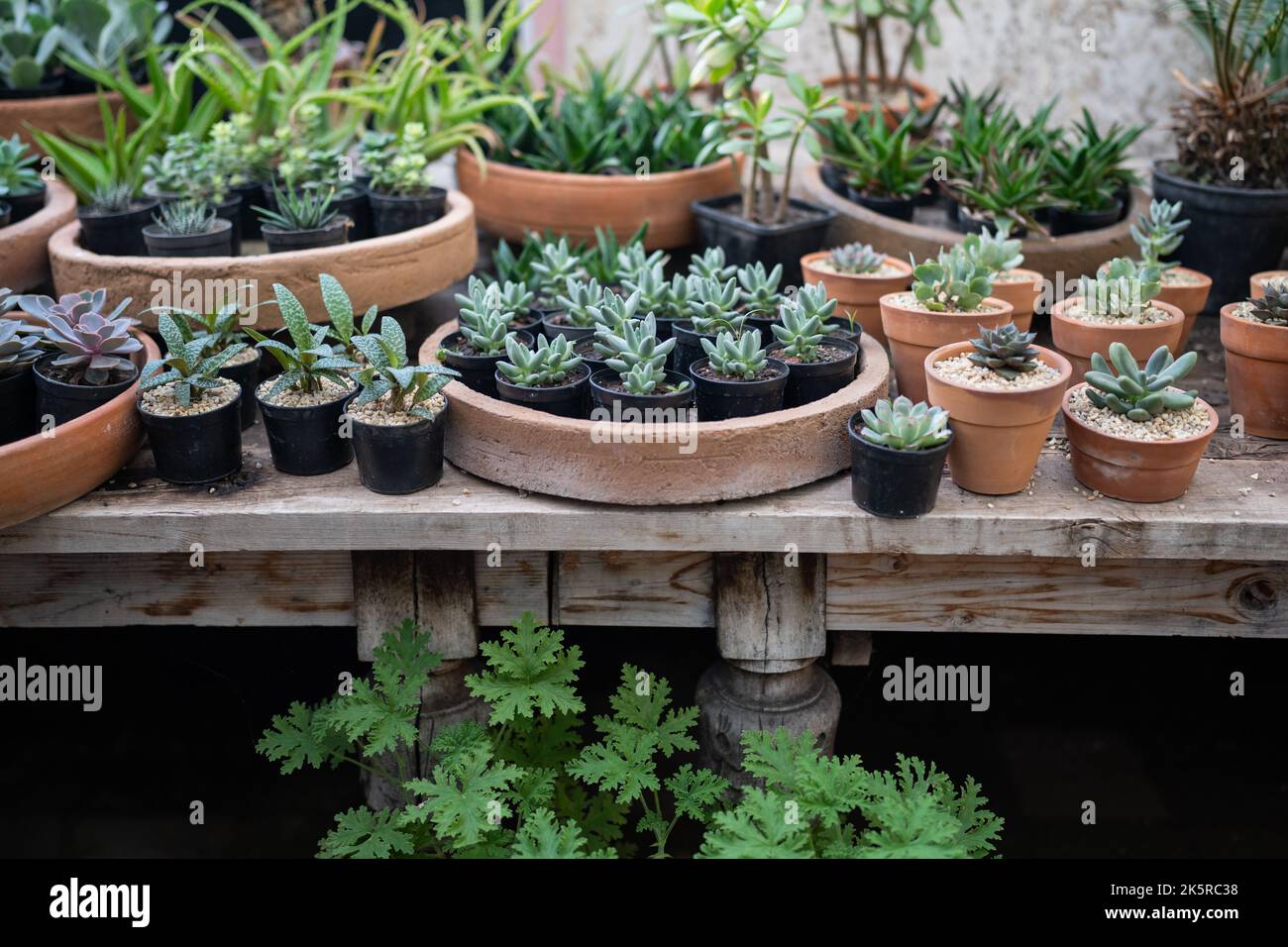 Cozy plant store with planter pots on wooden showcase. Home floral ...