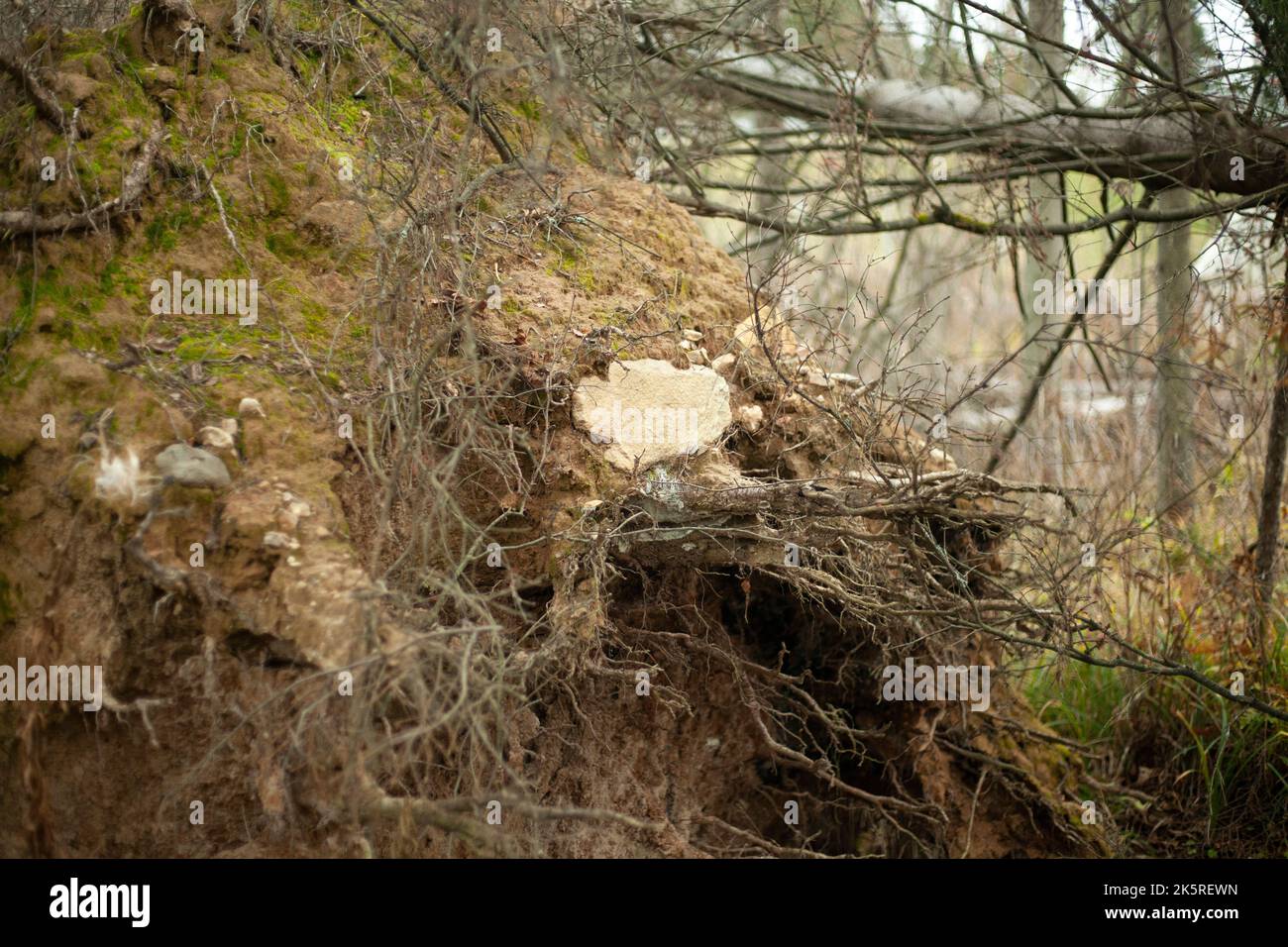 Nature in forest. Plants in autumn. Faded colors in swamp Stock Photo ...