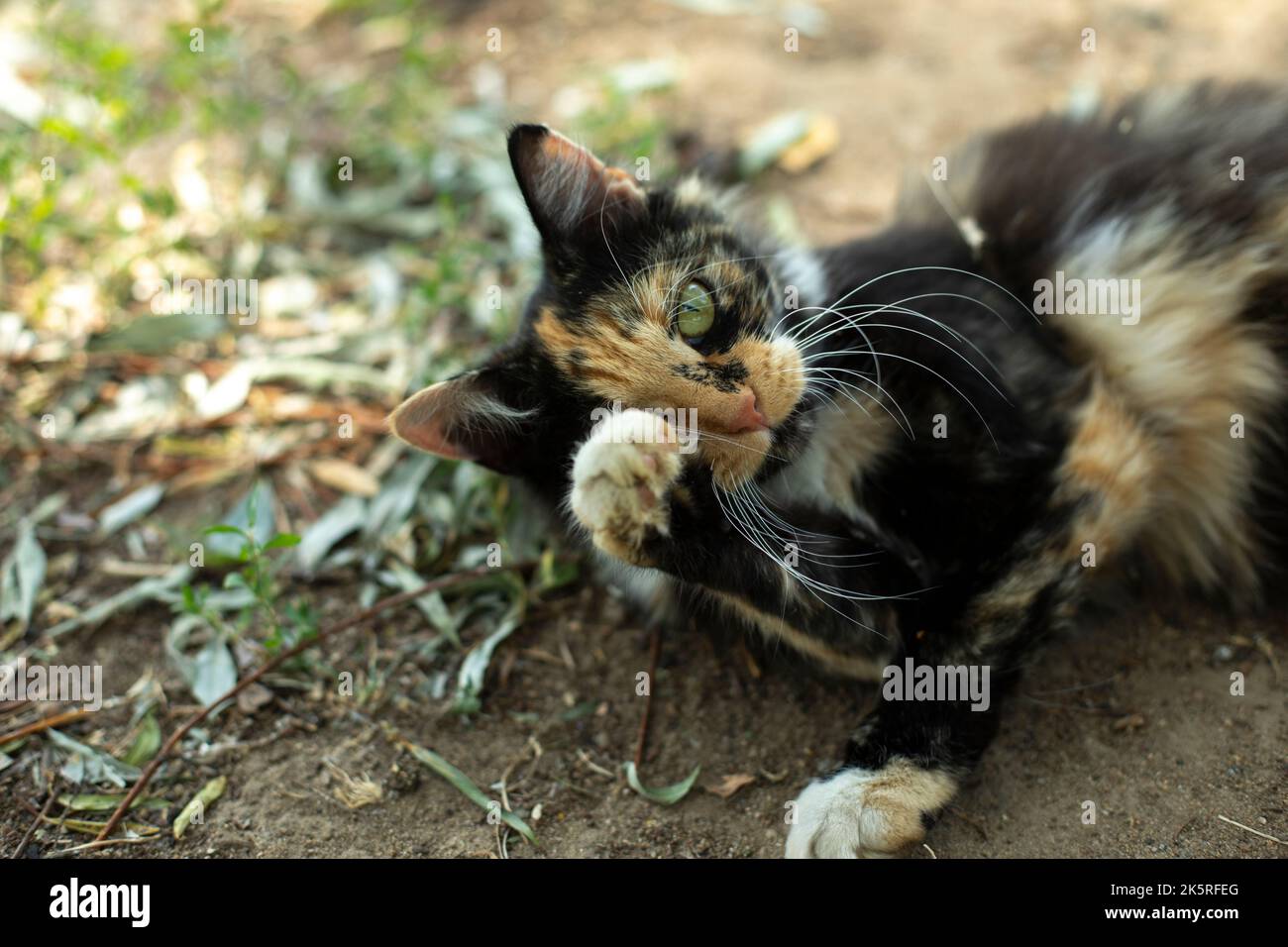 Caressing cat on street. Cat in garden. Cute pet. Animal in village ...