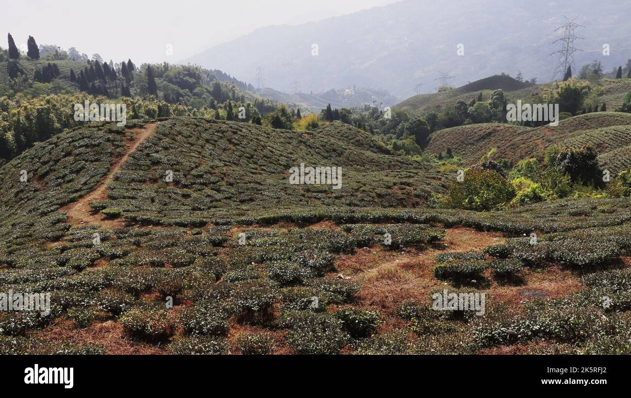 beautiful green famous tea garden of darjeeling near mirik in west ...