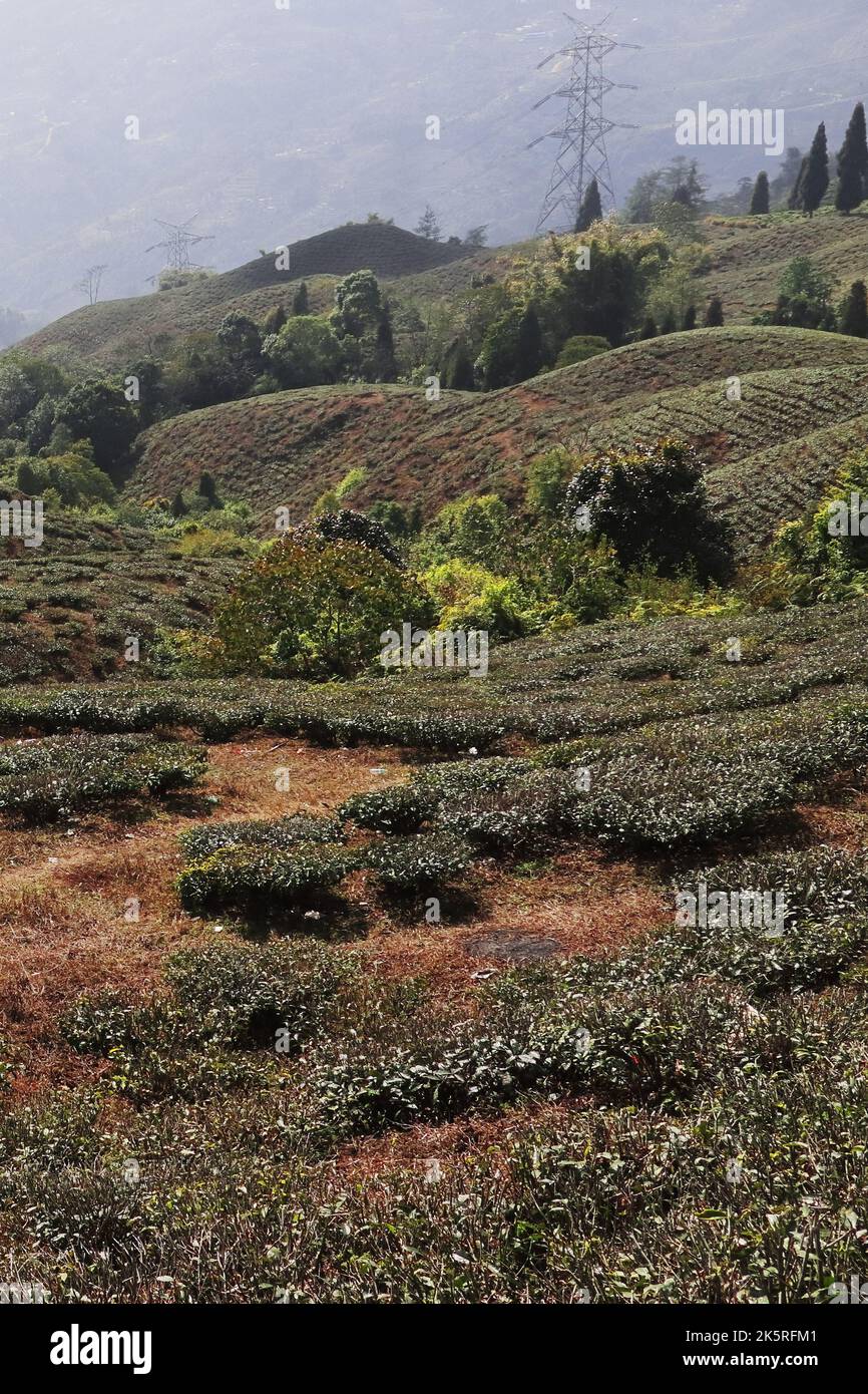 Mirik tea garden hi-res stock photography and images - Alamy