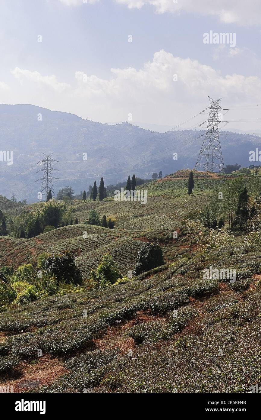 beautiful green famous tea garden of darjeeling near mirik in west ...