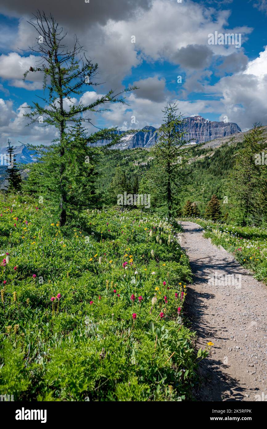 Hiking trail through wildflowers in the Sunshine Meadows of Sunshine ...