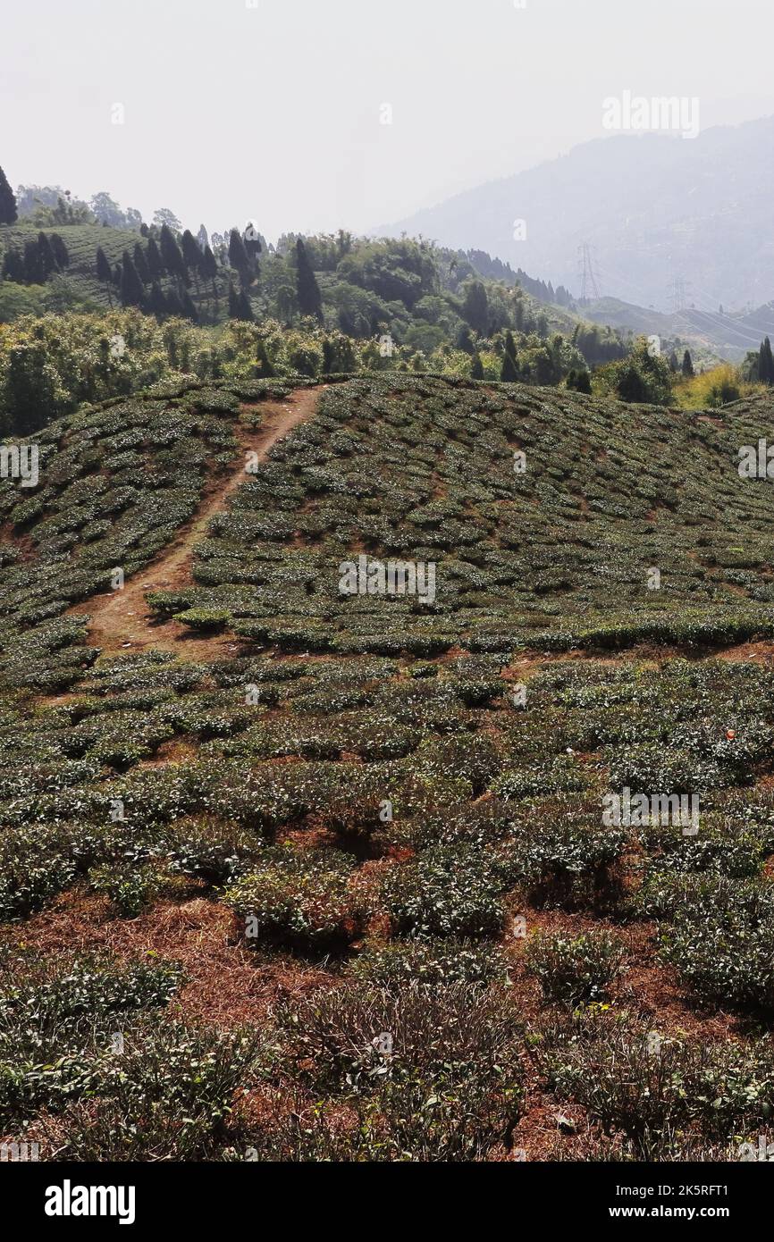 beautiful green famous tea garden of darjeeling near mirik in west ...