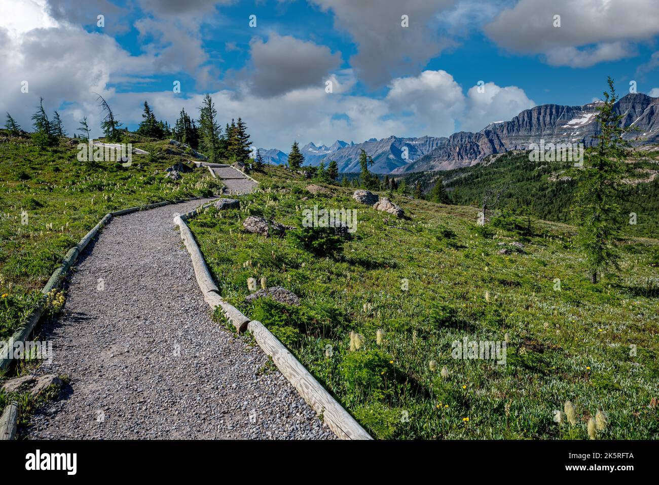 Hiking trail through wildflowers in the Sunshine Meadows of Sunshine ...