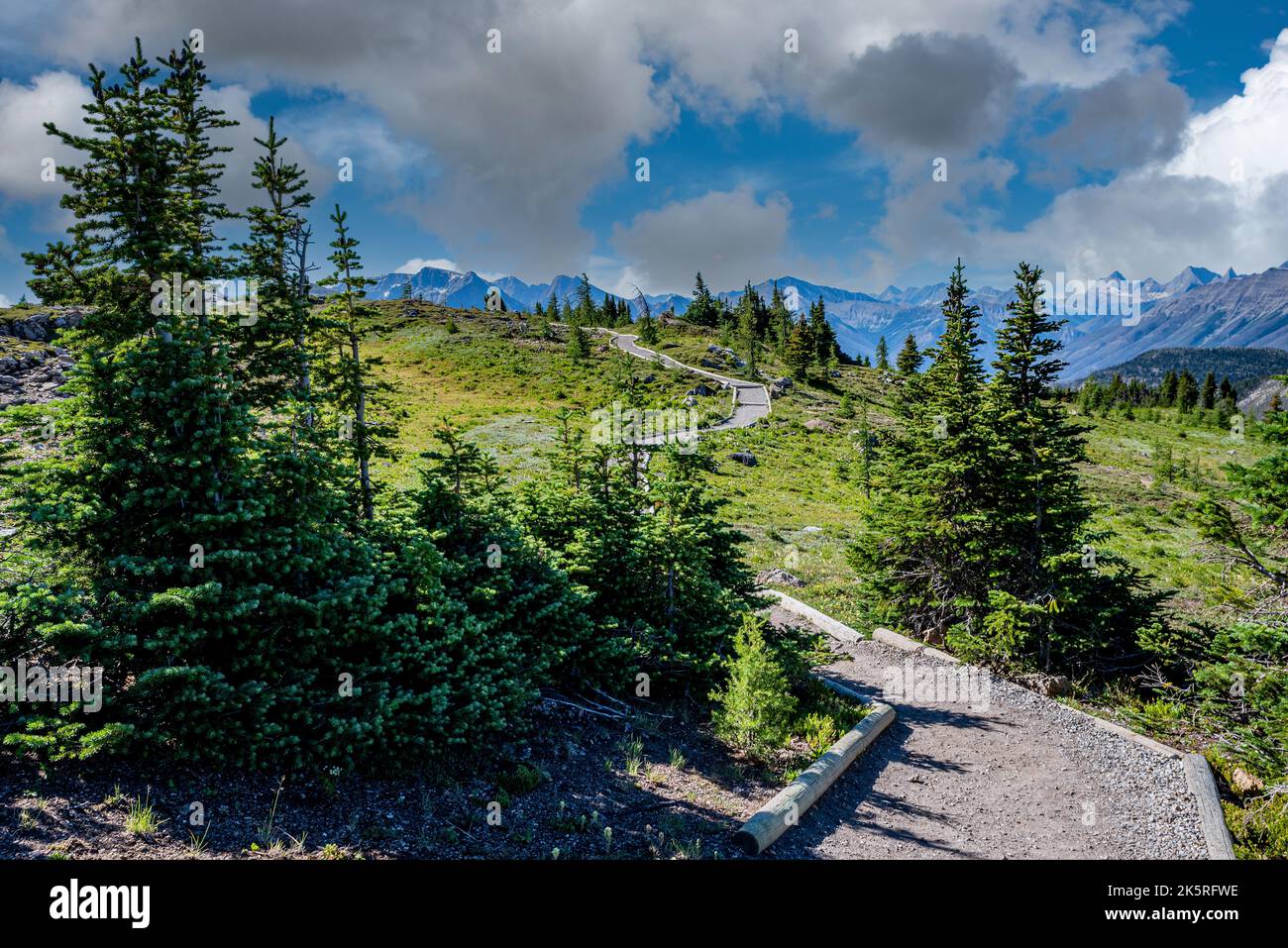 Hiking trail through wildflowers in the Sunshine Meadows of Sunshine ...