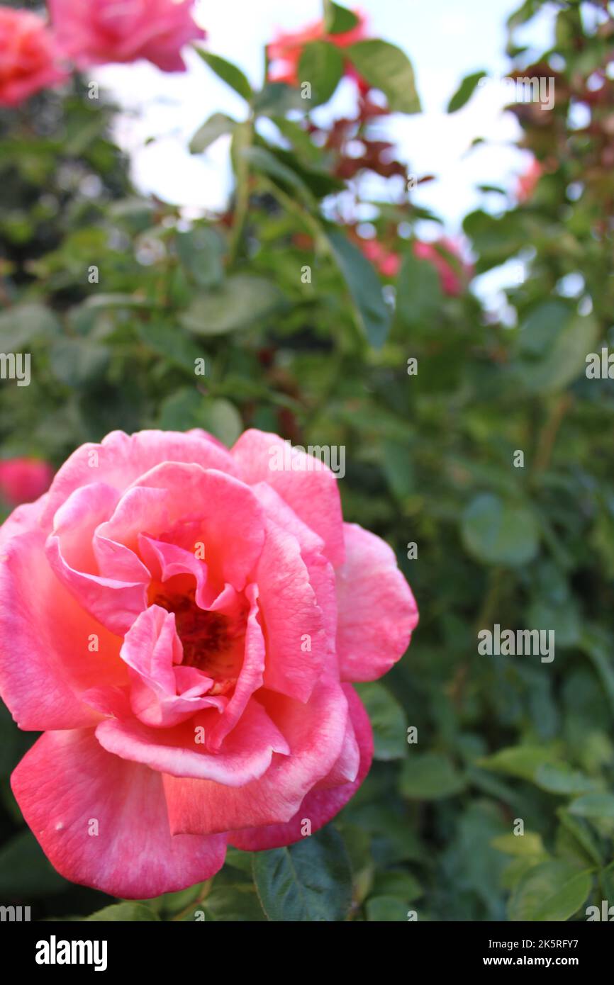 a peaceful public rose garden found in Spokane, Washington hidden away ...