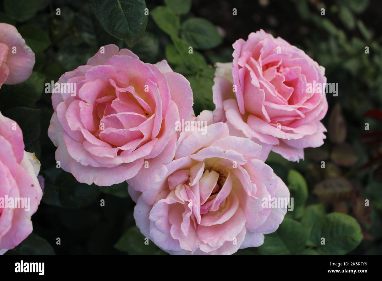 a peaceful public rose garden found in Spokane, Washington hidden away ...