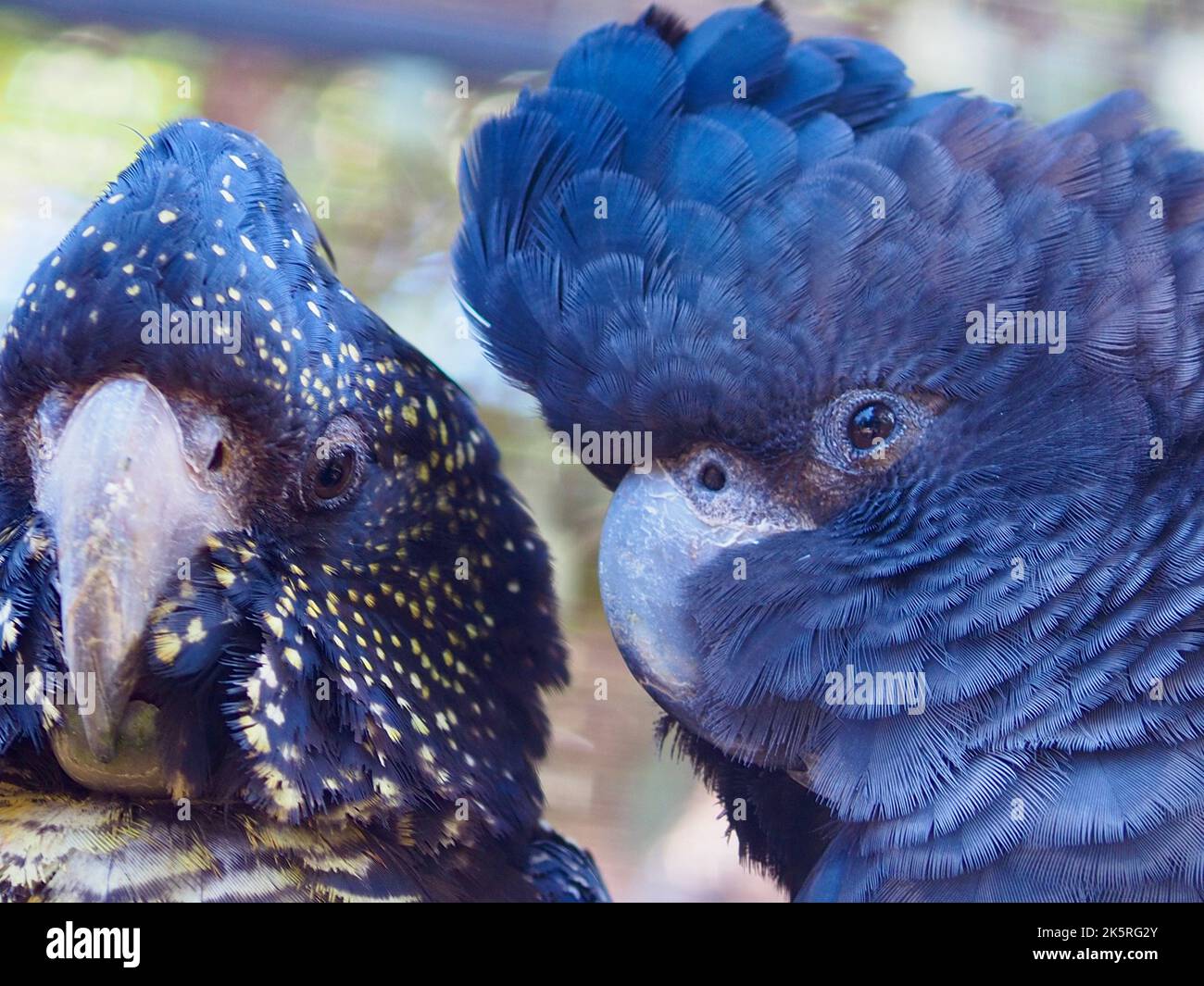 Red tailed black cockatoo tree hi-res stock photography and images - Alamy