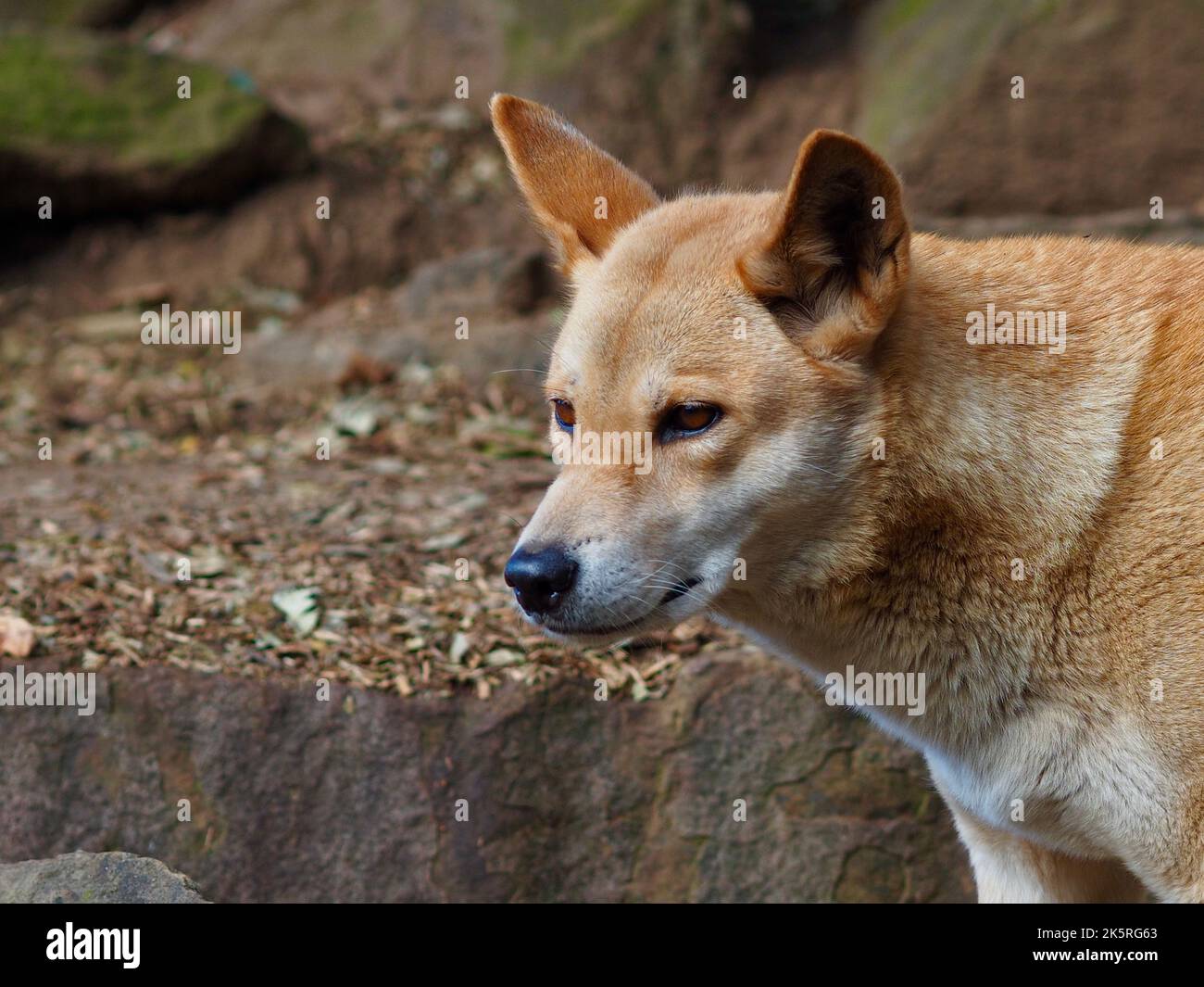 A stylish graceful Dingo in natural beauty Stock Photo - Alamy