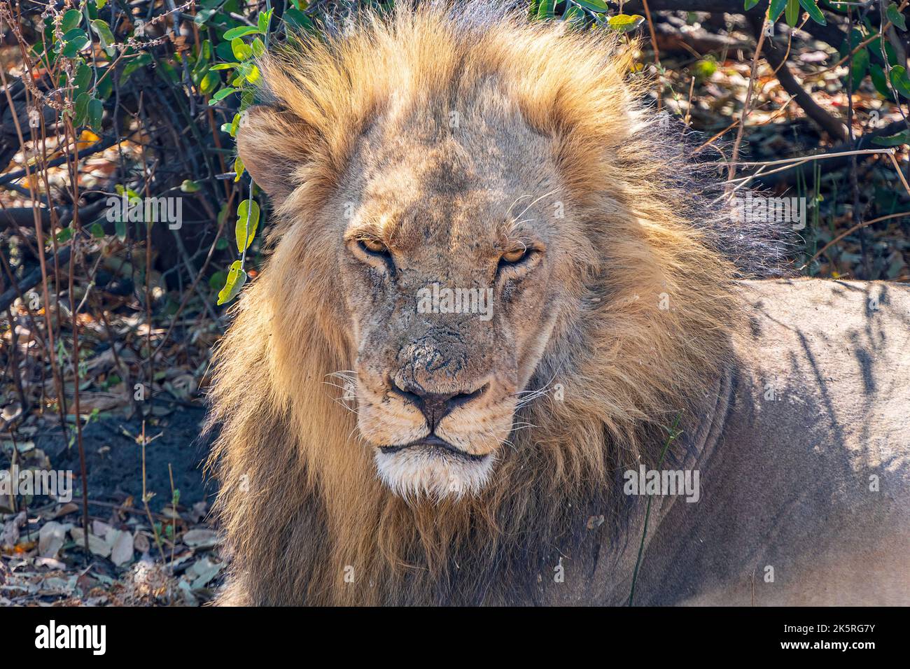 Big lion close up resting in the shade during the midday heat Stock ...