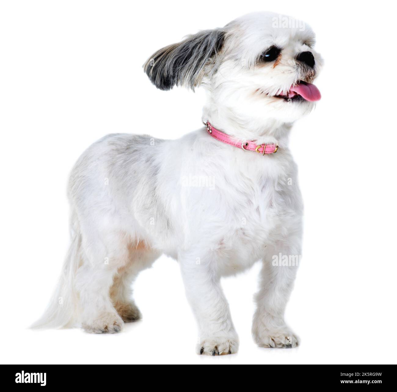 Enjoying the wind in her face. Studio shot of an adorable lhasa apso ...