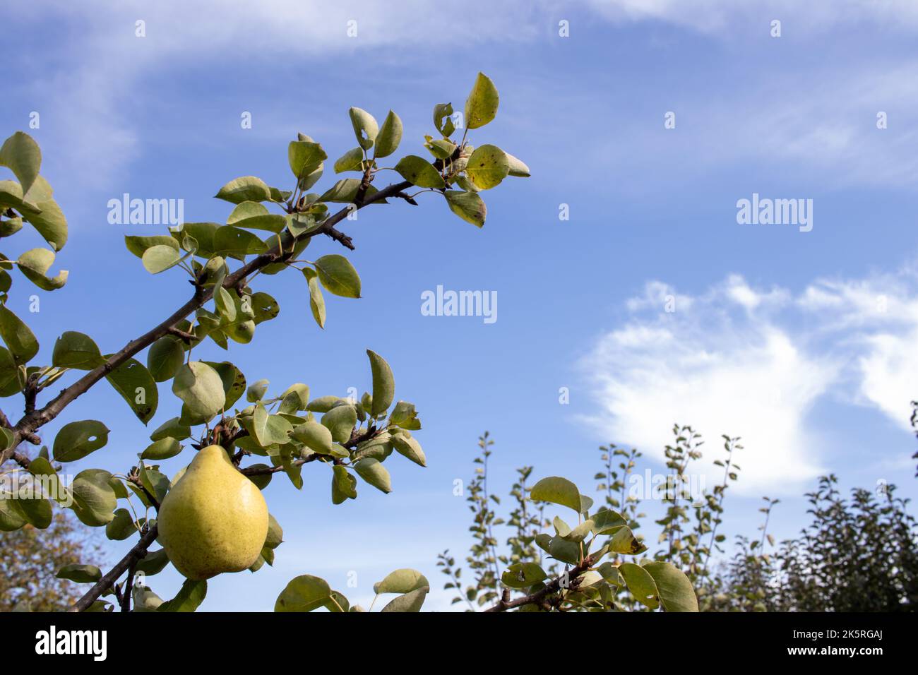 Ripe large yellow pears hanging on branches of a young tree in the ...