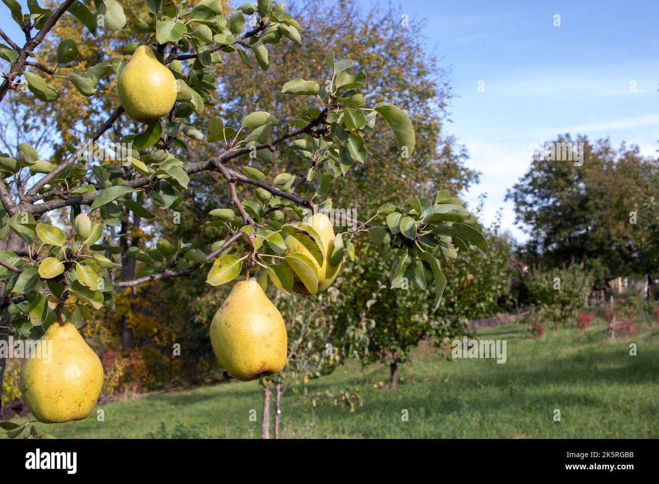 Ripe large yellow pears hanging on branches of a young tree in the ...