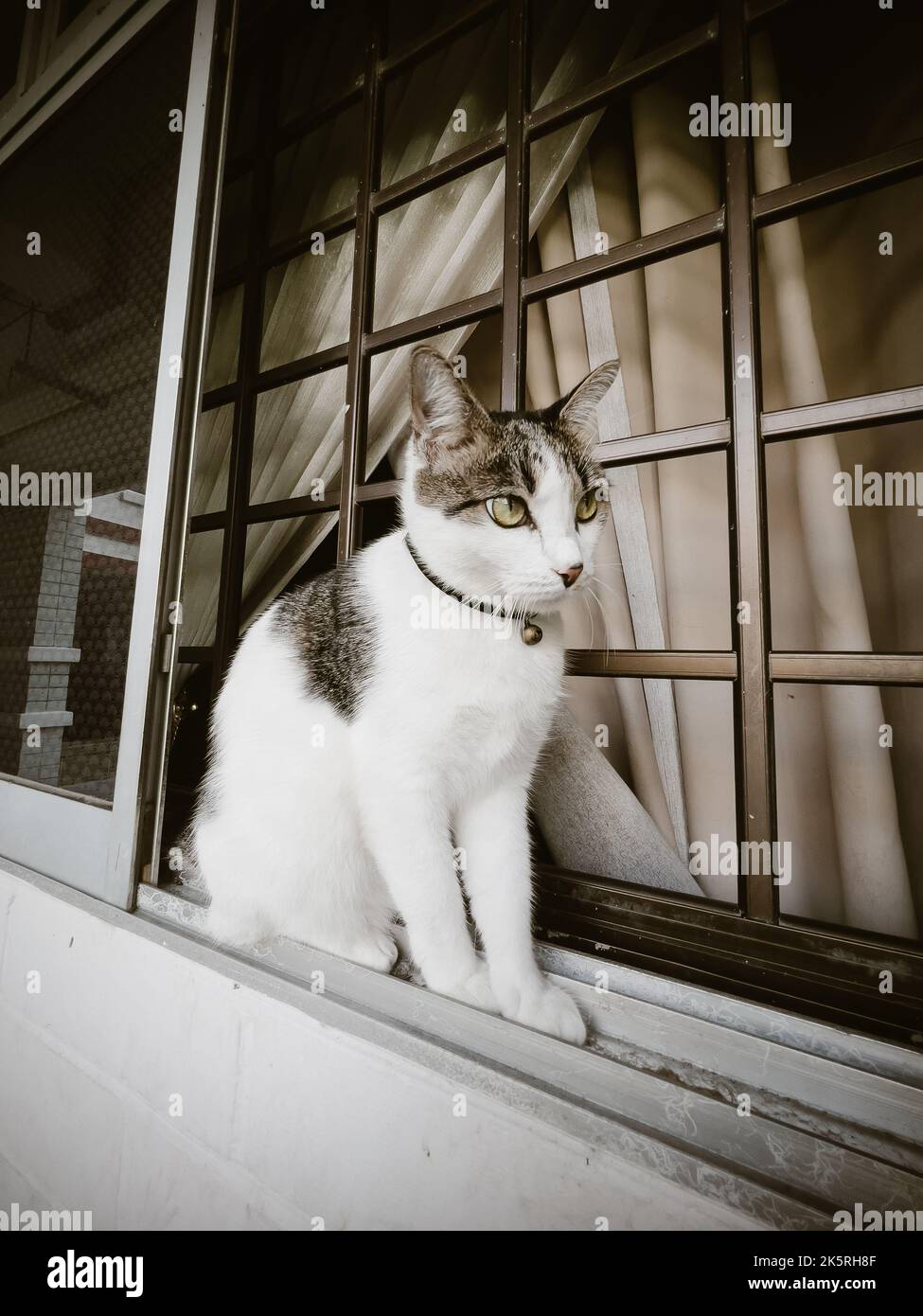 vertical view of a White tabby cat sitting outside a window ledge ...