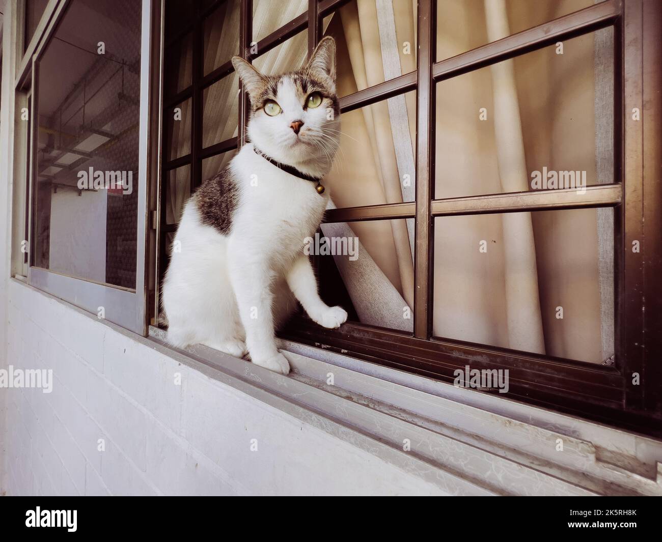 White tabby cat sitting outside a window ledge chilling and staring ...