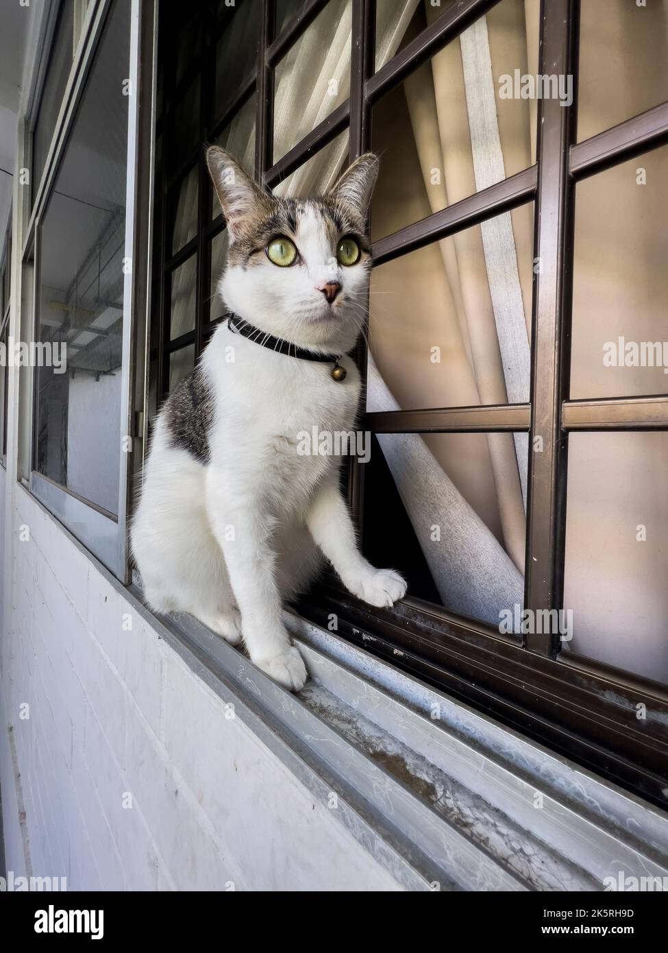 vertical view of a White tabby cat sitting outside a window ledge ...