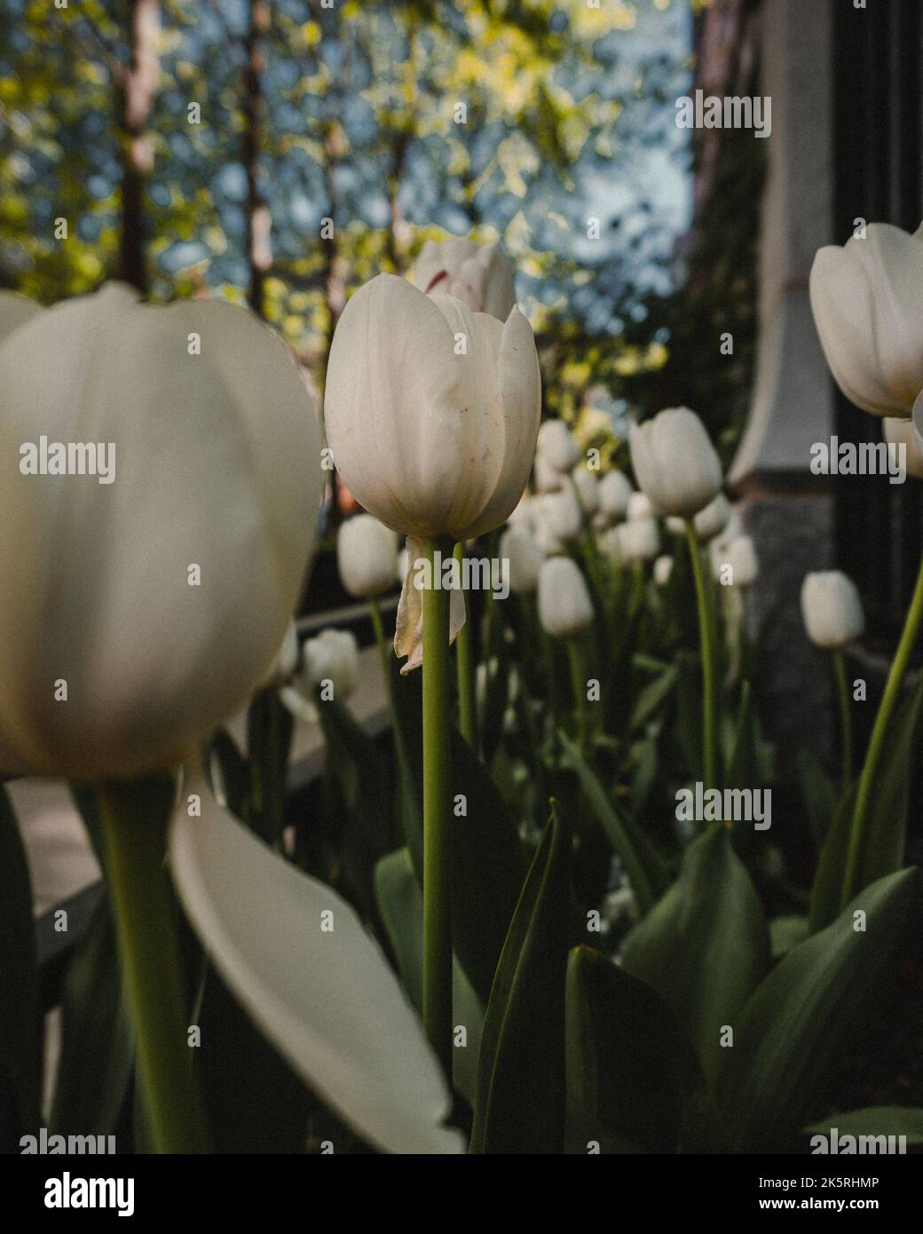 A vertical closeup shot of white tulip flowers in a garden Stock Photo ...