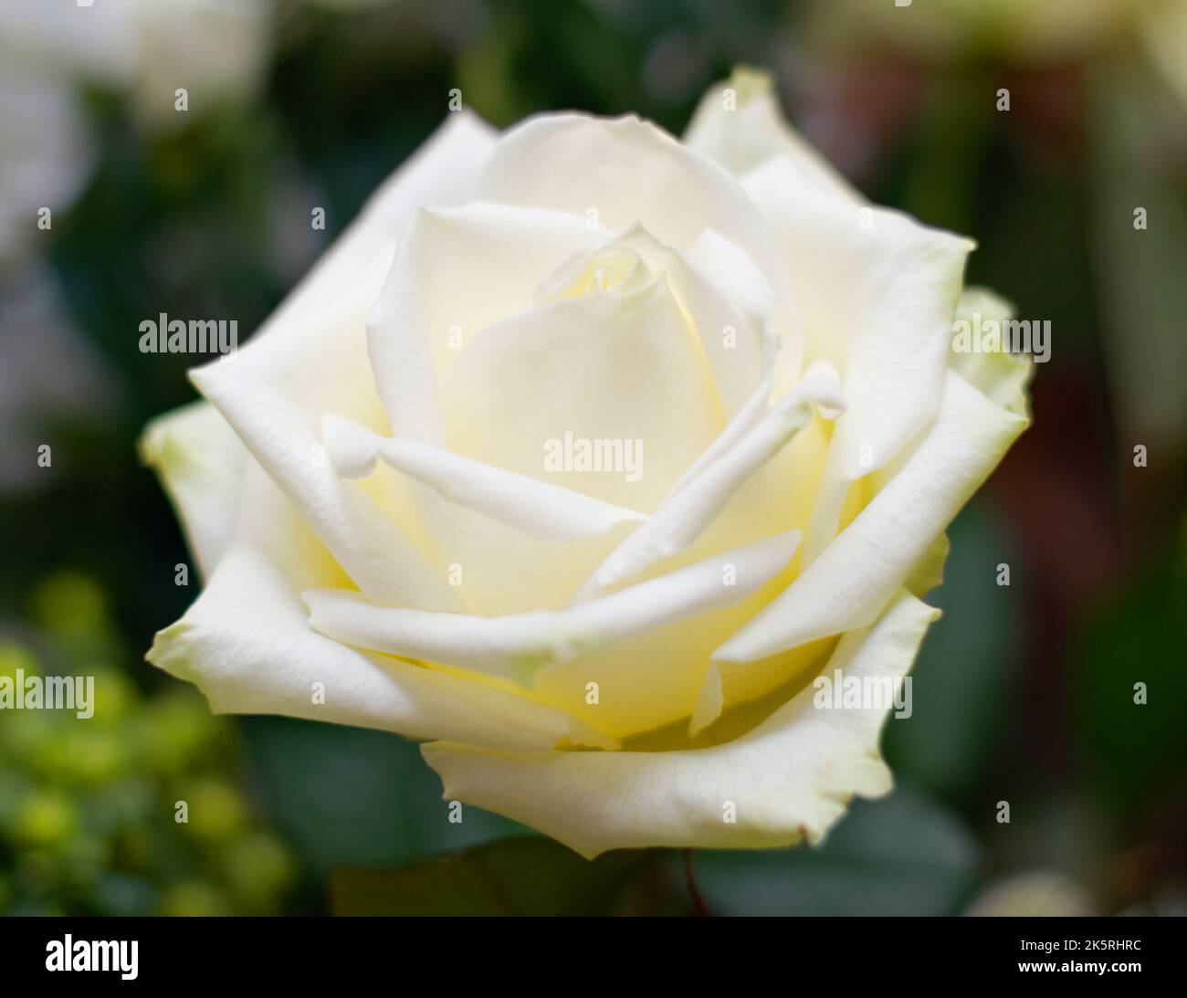 Its a beautiful gesture. A cropped shot of a rose in a bouquet Stock ...