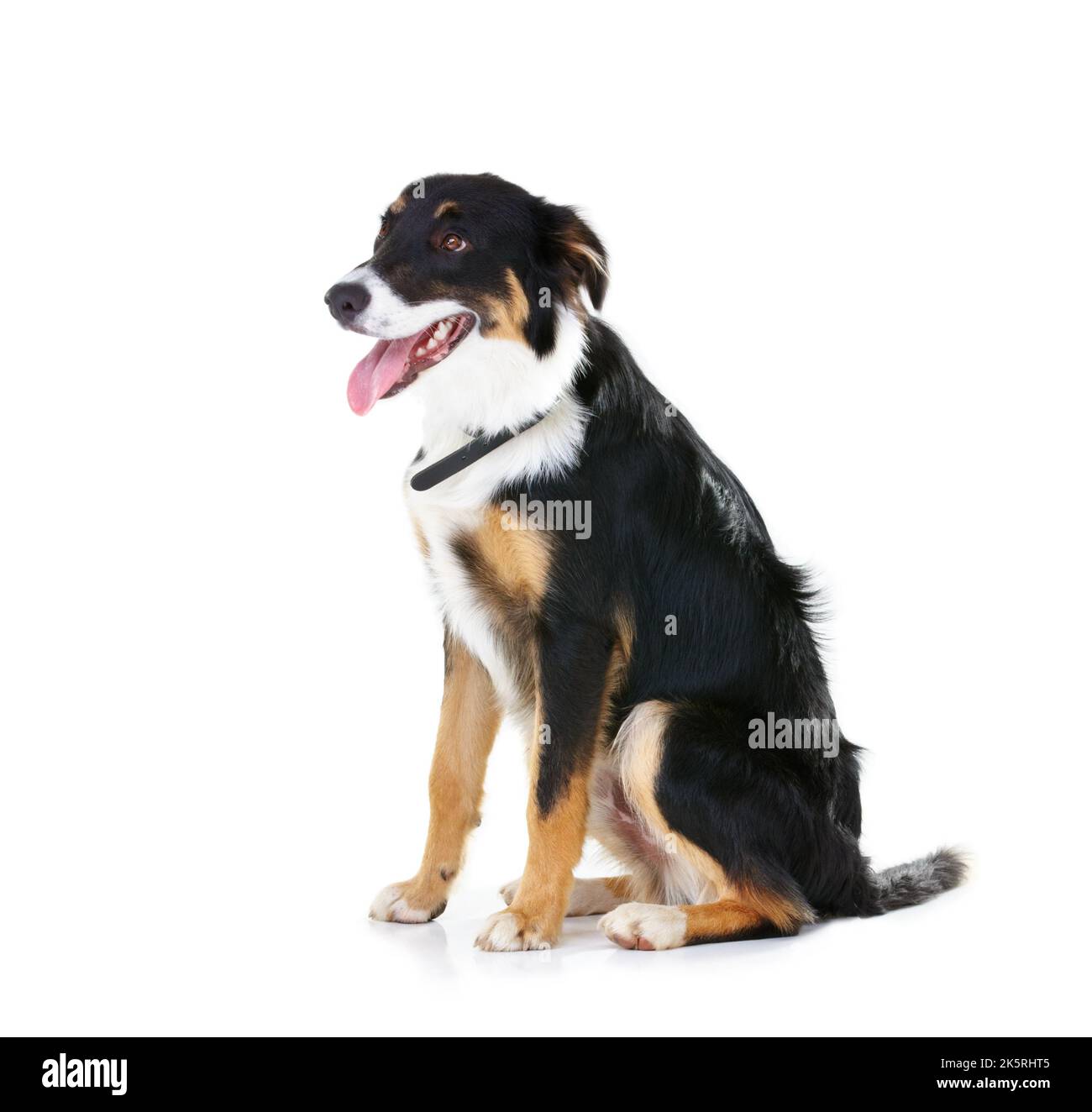 Pedigree border collie hi-res stock photography and images - Alamy