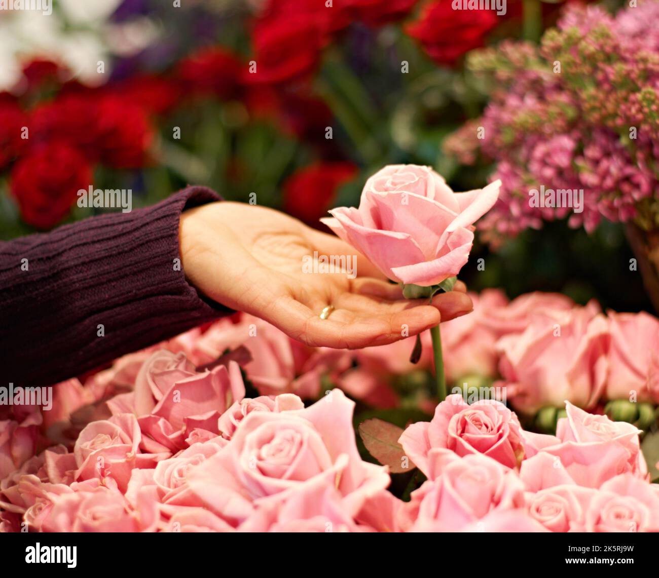 Buy me a rose hi-res stock photography and images - Alamy