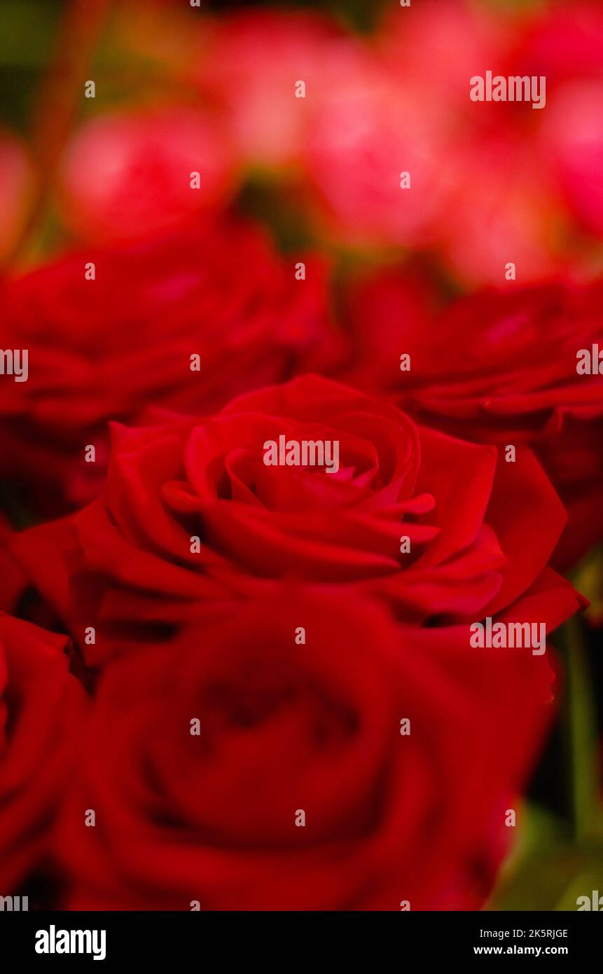 All you need to dim the lights a bit. a bunch of roses Stock Photo - Alamy