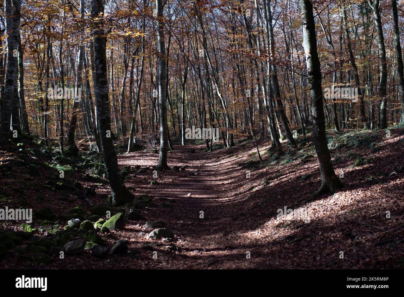 Fageda d'en jordà hi-res stock photography and images - Alamy