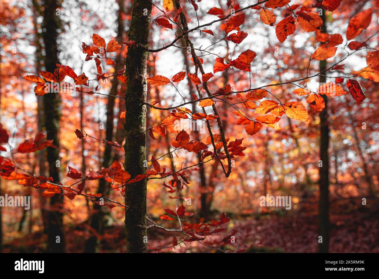 Red beech grove hi-res stock photography and images - Alamy
